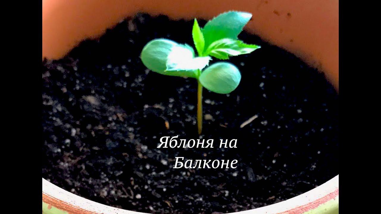 Яблоня на балконе