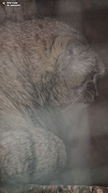 Манул Шу умывал шубку и завис. Ленинградский зоопарк