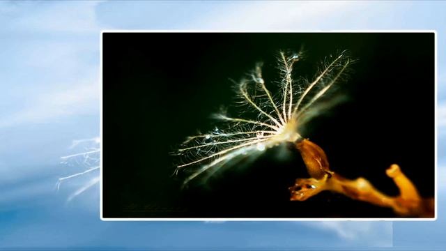 Nilotpala - Neystechko