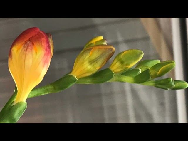 Скоро:  Фрезия на балконе