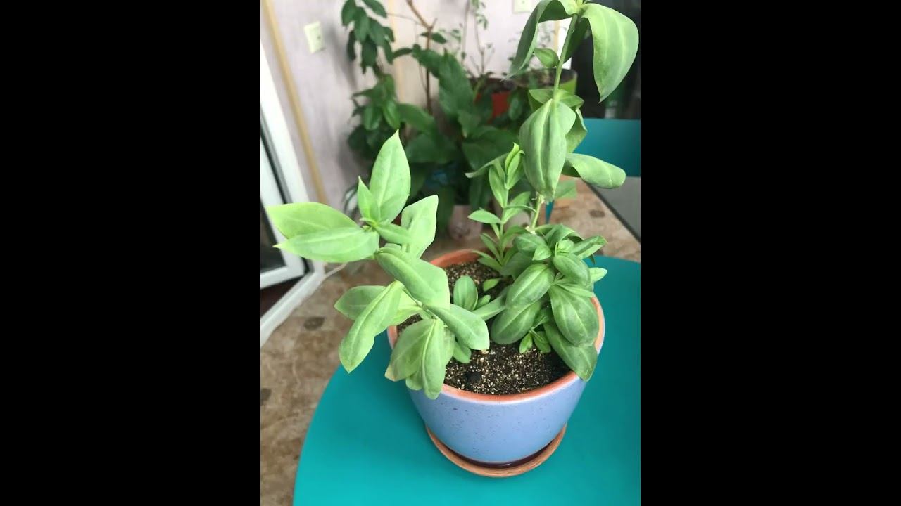 Эустома в квартире