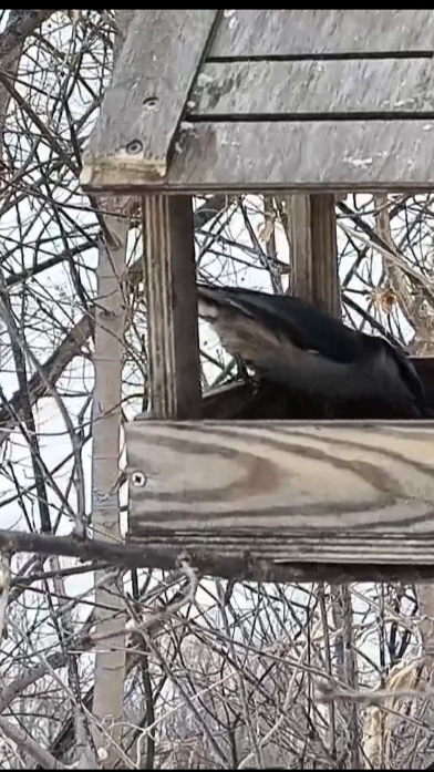 Ветер шумит...