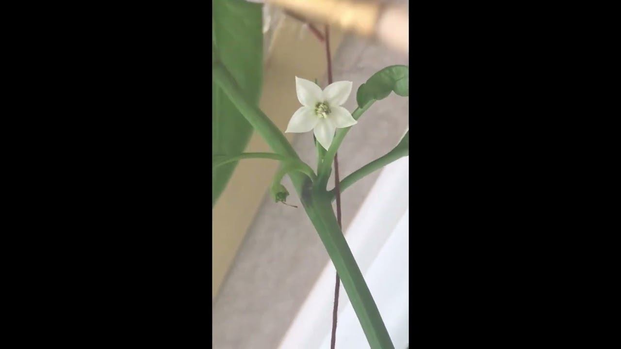 Перец Лисичка. Овощи после зимы на балконе.