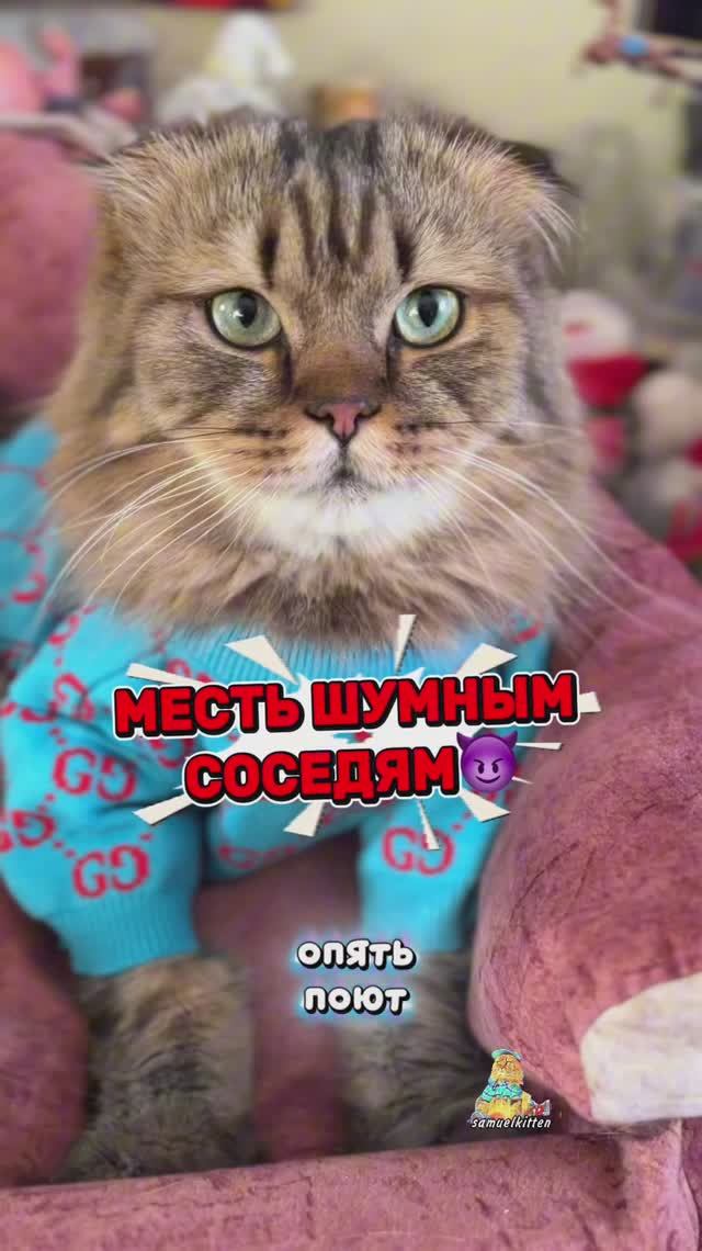 А У ВАС ТАК ЖЕ?😹 #котики #юмор #выходные