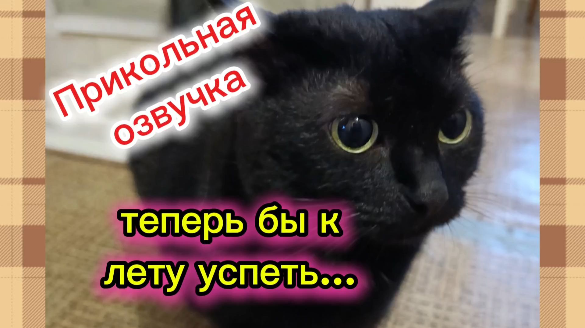 КОШКИ С ОЗВУЧКОЙ.