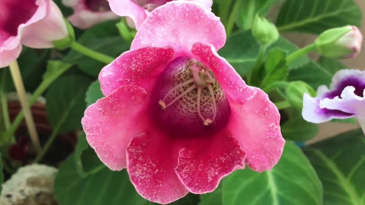 Глоксиния из собственных семян, итоги