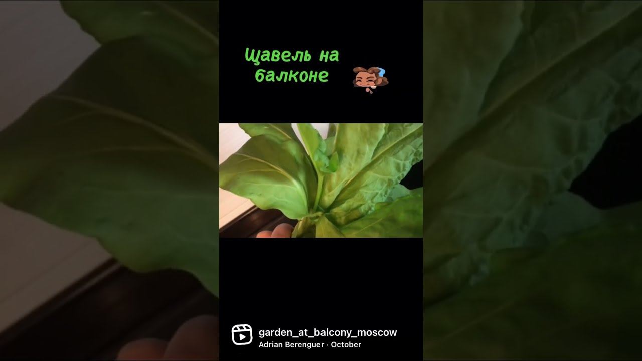 Щавель на балконе