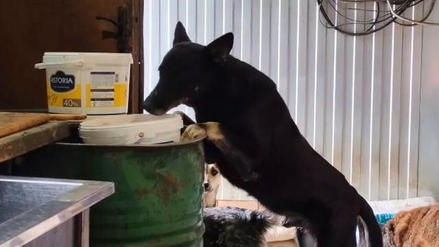 Дружок хозяйничает