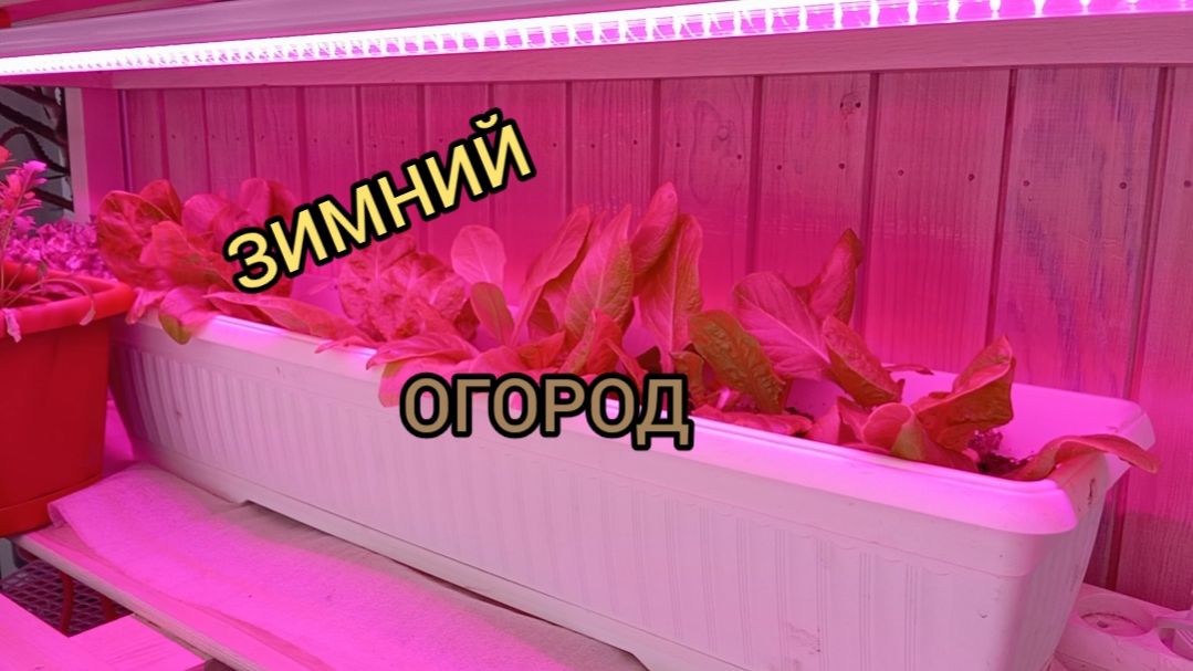 ЗИМНИЙ ОГОРОД/ВЫВОД ПО ПОСАДКАМ.01.02.26г