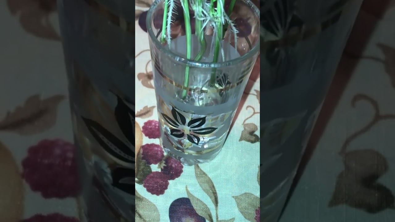 Мята, пеларгония и весеннее черенкование