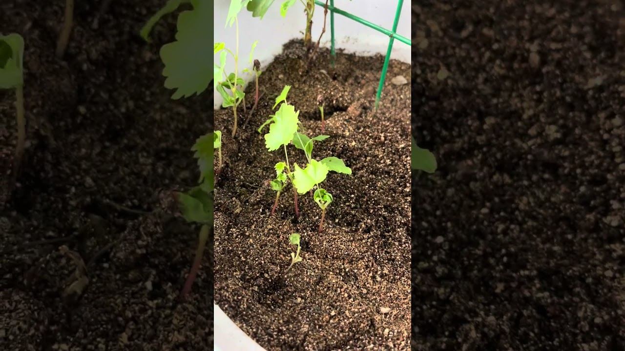 Виноград на балконе 3  #balconygarden  #moscow  #саднабалконе