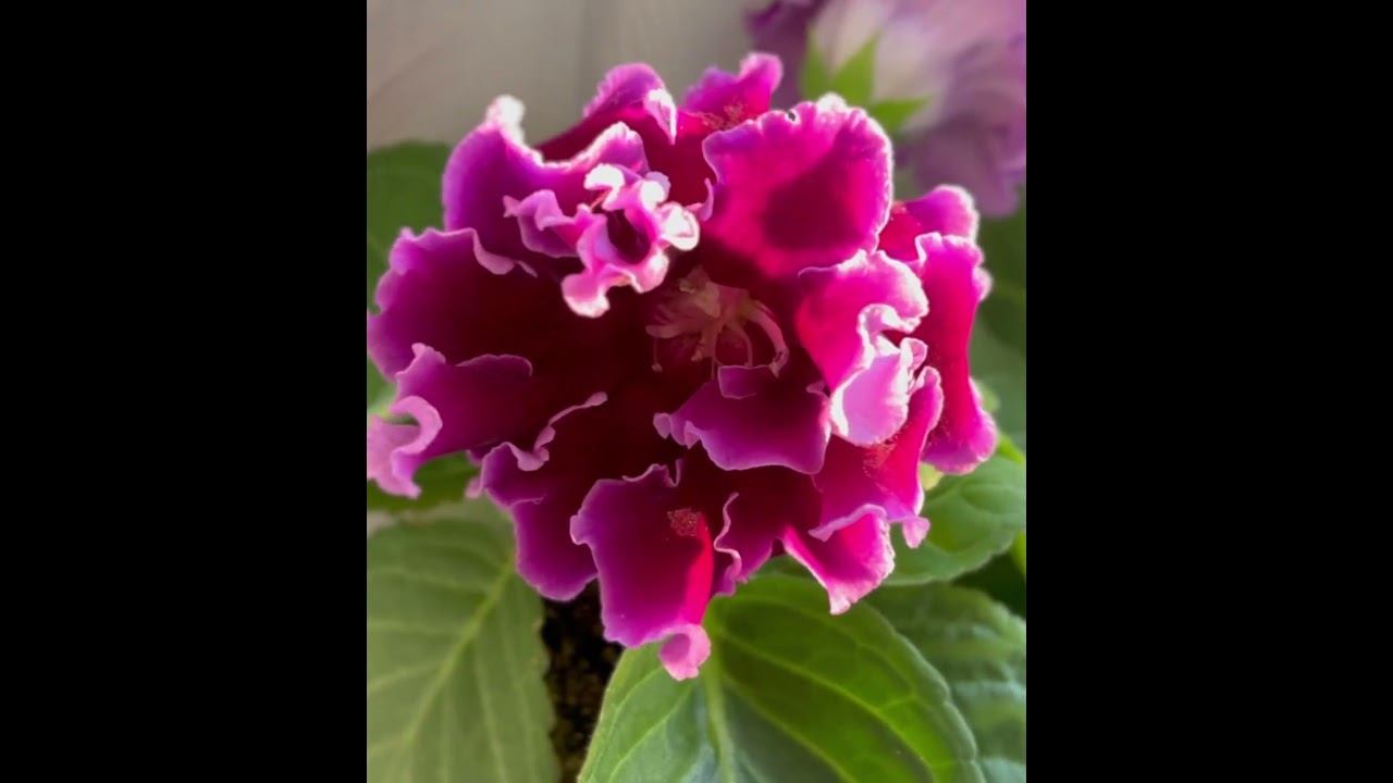 Цветущие глоксинии в мае + новые расцветки #москва #цветы #саднабалконе