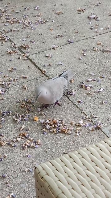 Горлица, разделили трапезу, Алушта, Крым, #отдых на море ,