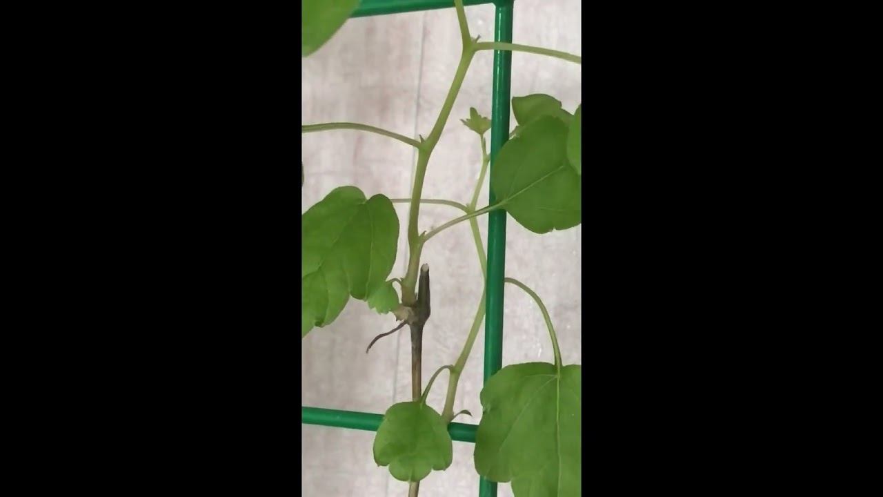 Виноград на балконе. Часть 2