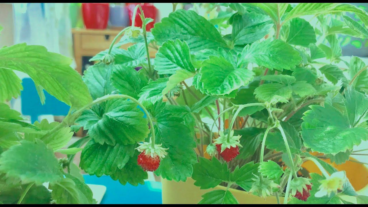 Земляника на балконе