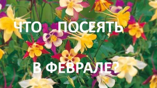 Что посеять в феврале?