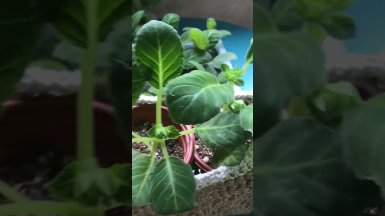 Глоксиния в подарок - розыгрыш призов  #2023 #moscow #balconygarden #gloxinia