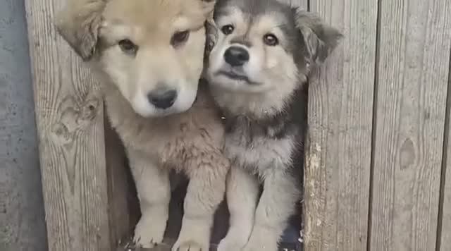 Новые щеночки