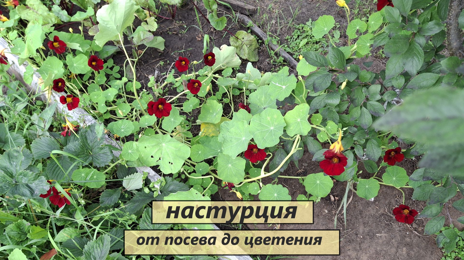 Настурция "Махагон" от посева до цветения.