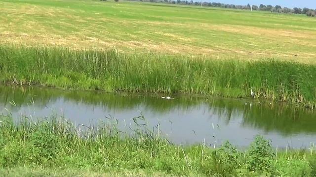 Серая цапля