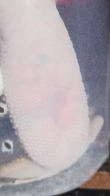 Овуляция страшная вещь...