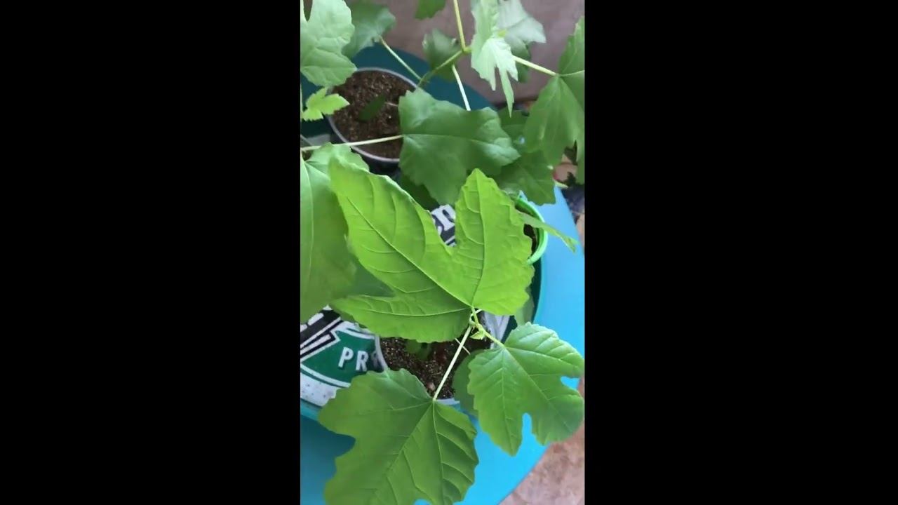 Инжир на балконе. Продаю излишки