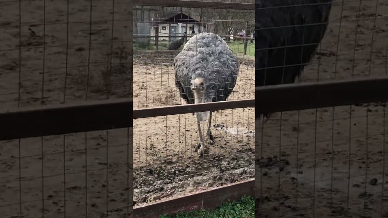 Парк птиц Воробьи  #2023shorts  #moscow #parks