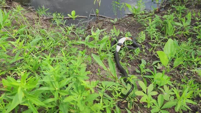 Уж утаскивает нашу рыбу )))