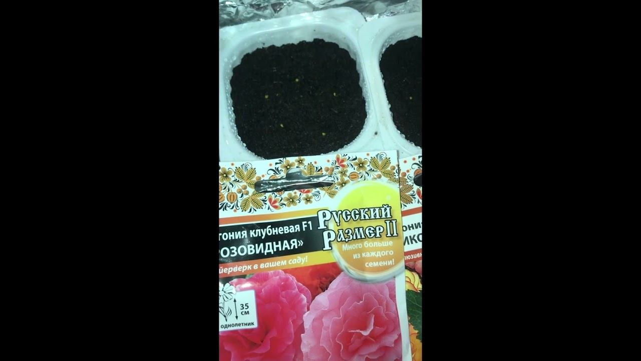 Бегония из семян  2023.  Эпизод 3: первый настоящий лист