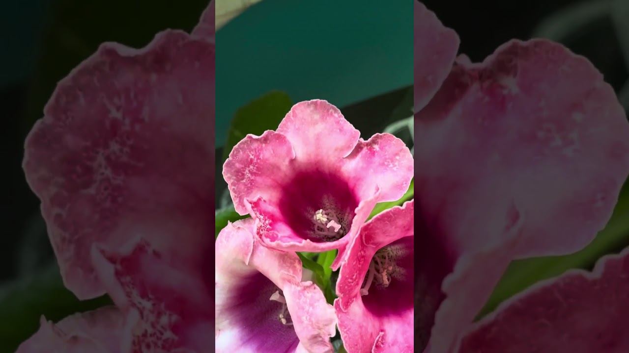 И снова цветущие глоксинии   #цветы #саднабалконе #balconygarden