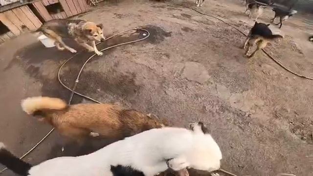 Про приют "Шанс"