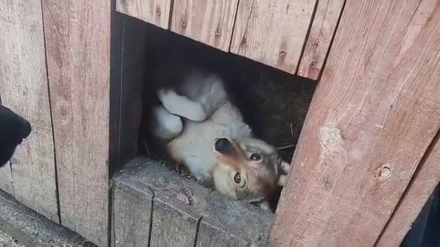 Лисенок и Мэри