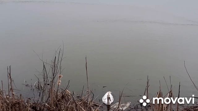 16-17 марта. Еще дорожки. Барбекю. Лебедь.