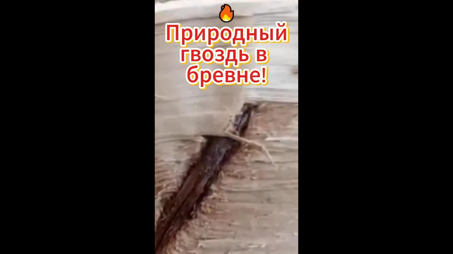 🔥 Природный гвоздь в бревне!