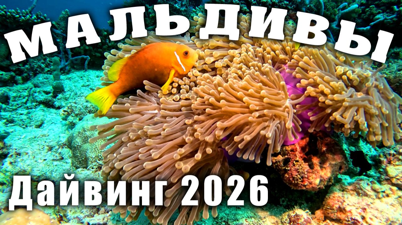 Дайвинг. Мальдивы. Январь 2026 г.