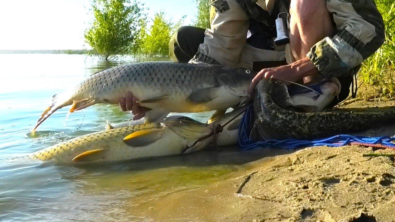 ЭТО ТОРПЕДЫ... МЕТРОВЫЕ МОНСТРЫ!! ПРОСТО НА ЧЕРВЯ РЫБАЛКА НА САЗАНА