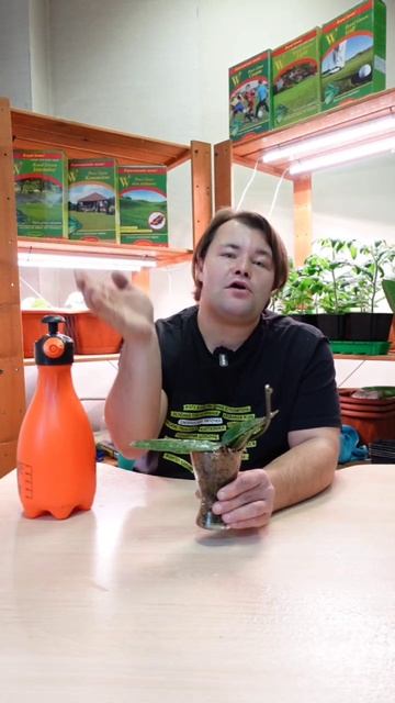 Как правильно опрыскивать орхидею?