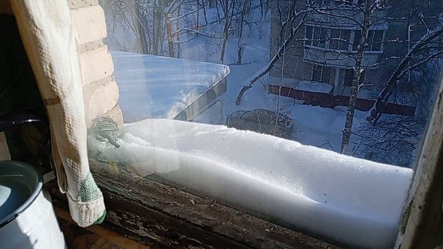 Parus major на подоконнике. VID_20260131_144752
