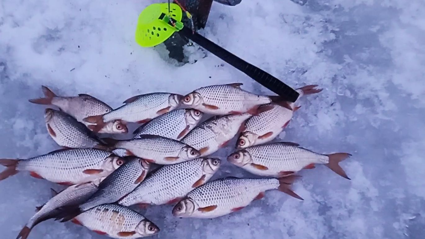 С безмотылкой за плотвой в потепление на Ахтубу.