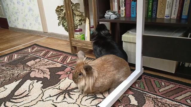 Семейный вечер кроликов