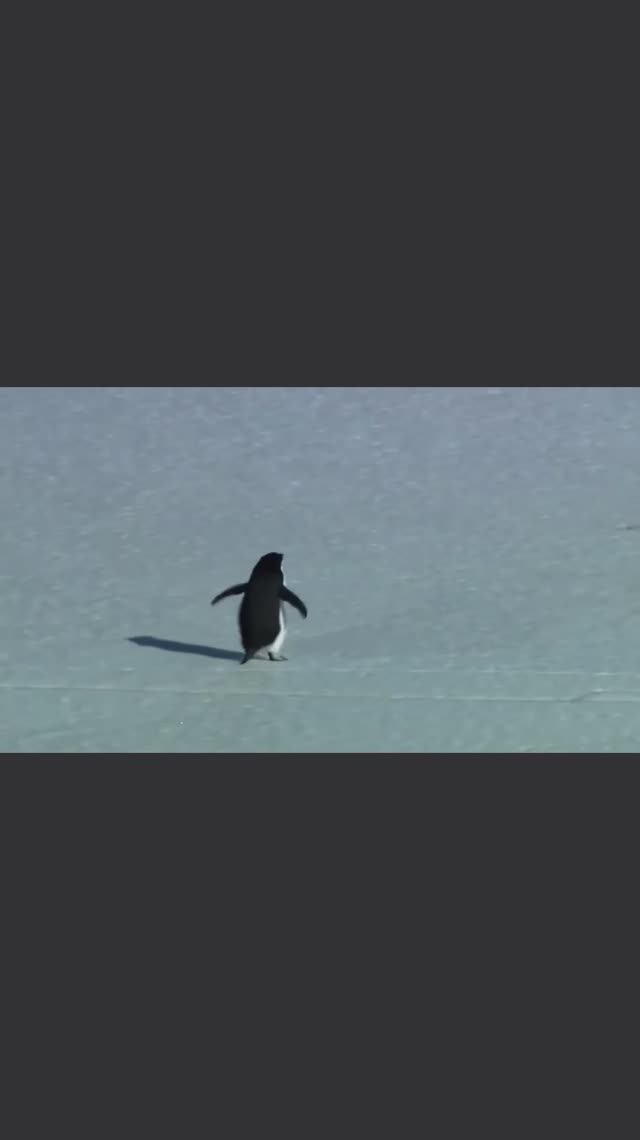 Почему пингвин Адели так поступил? Придумайте красивое описание