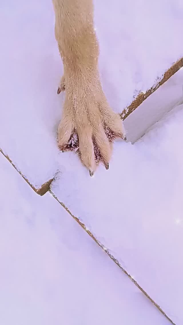 "О чём мечтает Шанс в перинах снега?" ❥ Приют в Малинках #приютдляживотных