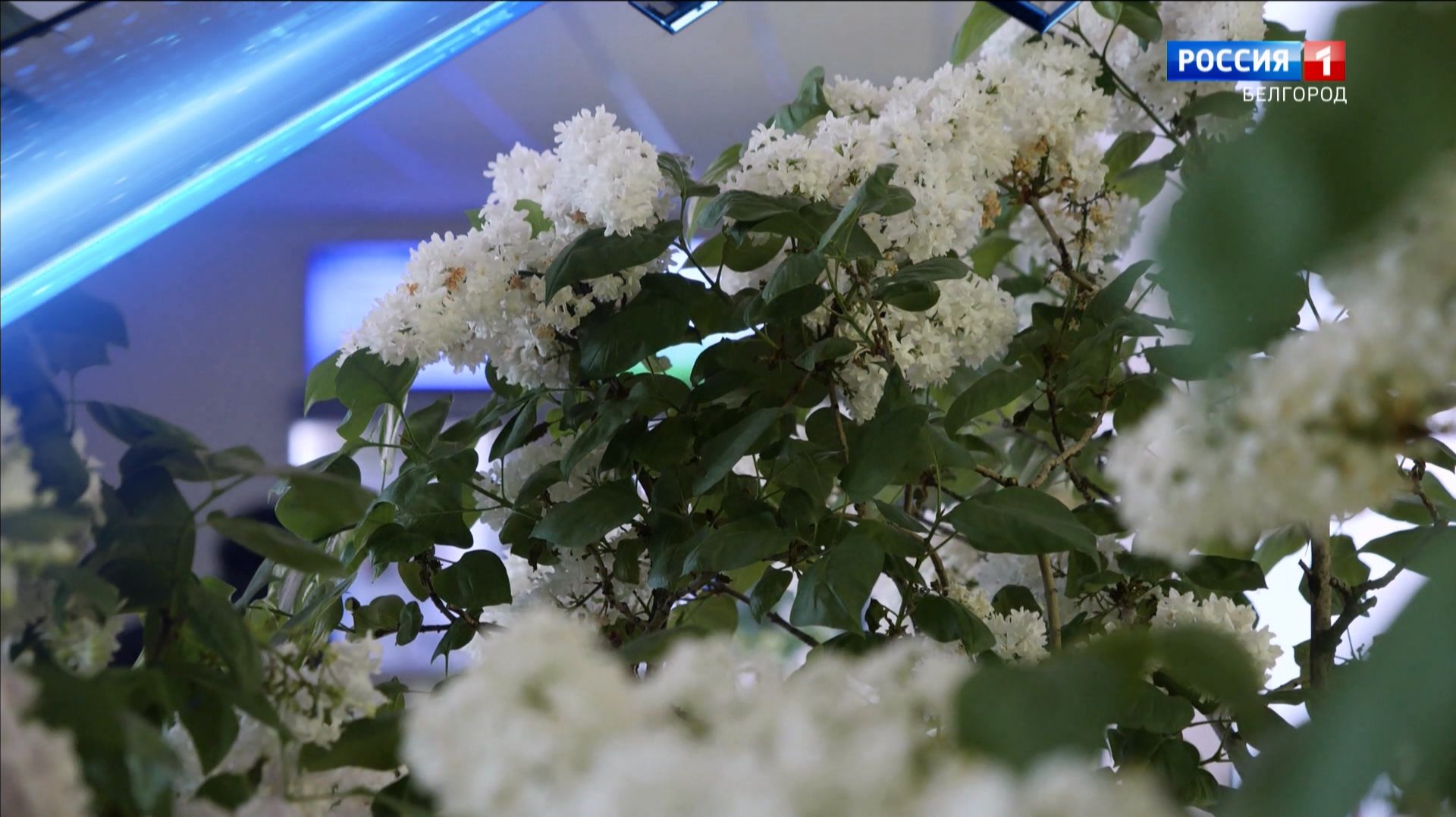 Итоговый выпуск «Вести. Белгород» от 01.02.2026