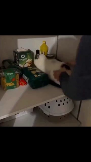 Панды веселятся