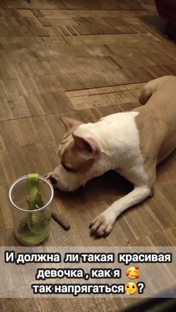 Уроки для умных амстаффов