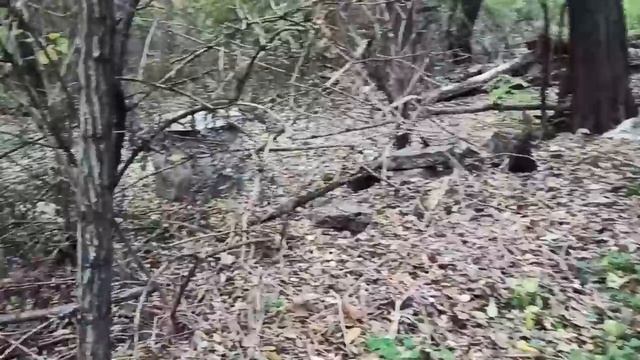 26 октября 2023г. Мой дом. Купила заброшенный участок на юге 15 соток)