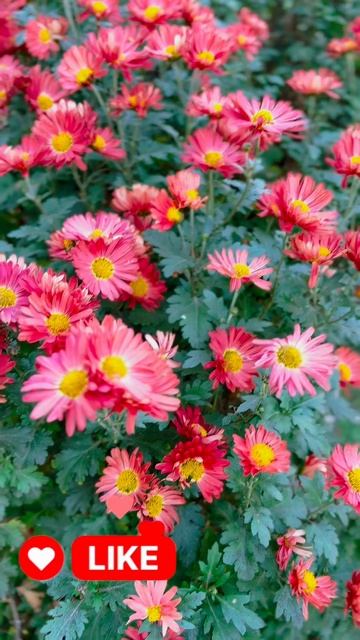 Дубки - корейская хризантема!