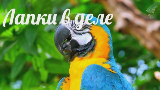 Попугаи ара — чудо природы: удивительные факты, которые вас поразят