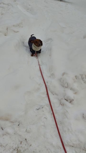 Морозное утро