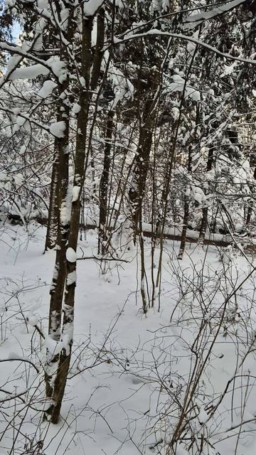 Катание на санях по лесу